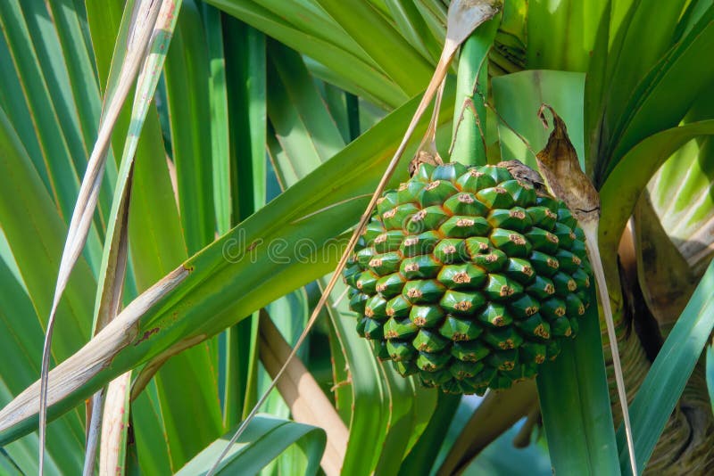Pandanus tectorius stock photo. Image of nature, pandanus - 207824134