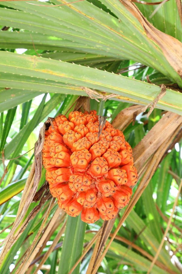 Fruit Of Pandanus Tectorius - Hala - Bacua - Vacquois Stock Image ...