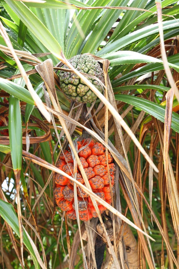 393 Pandanus Tectorius Fruit Stock Photos - Free & Royalty-Free Stock ...