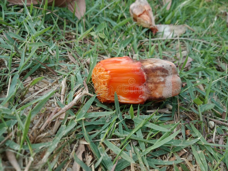 Pandanus Tectorius Fruit Fall on the Grass. Stock Photo - Image of ...