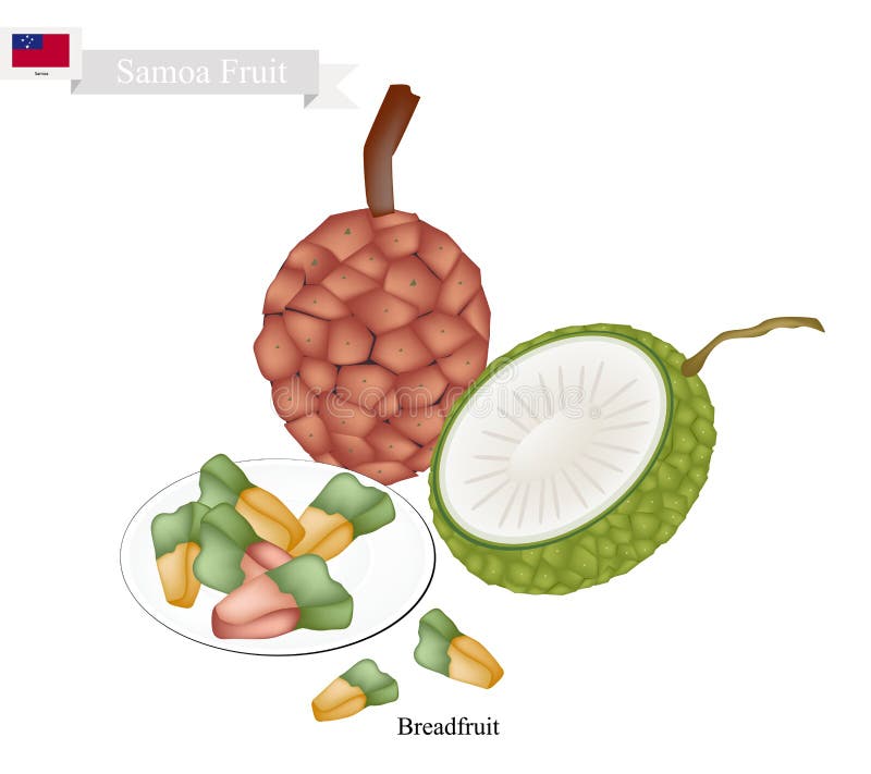 Pandanus Tectorius, a Native Fruit in Samoa Stock Vector - Illustration ...