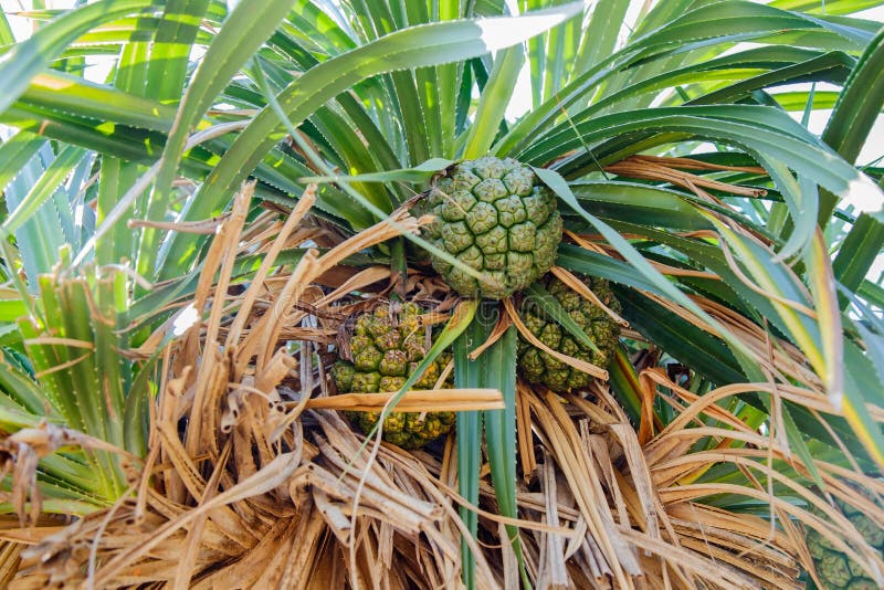 Pandanus tectorius stock photo. Image of thailand, fruit - 73171546