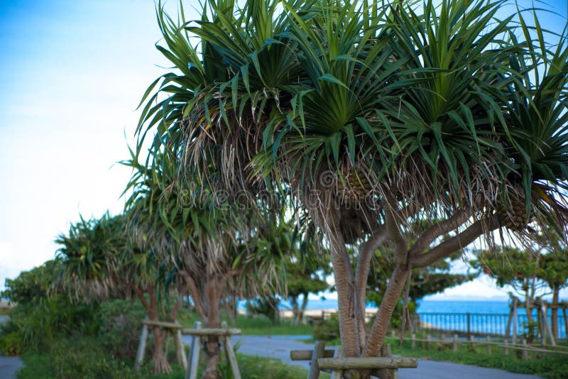 Adan Fruit stock image. Image of sand, japan, sandy, adan - 35059105