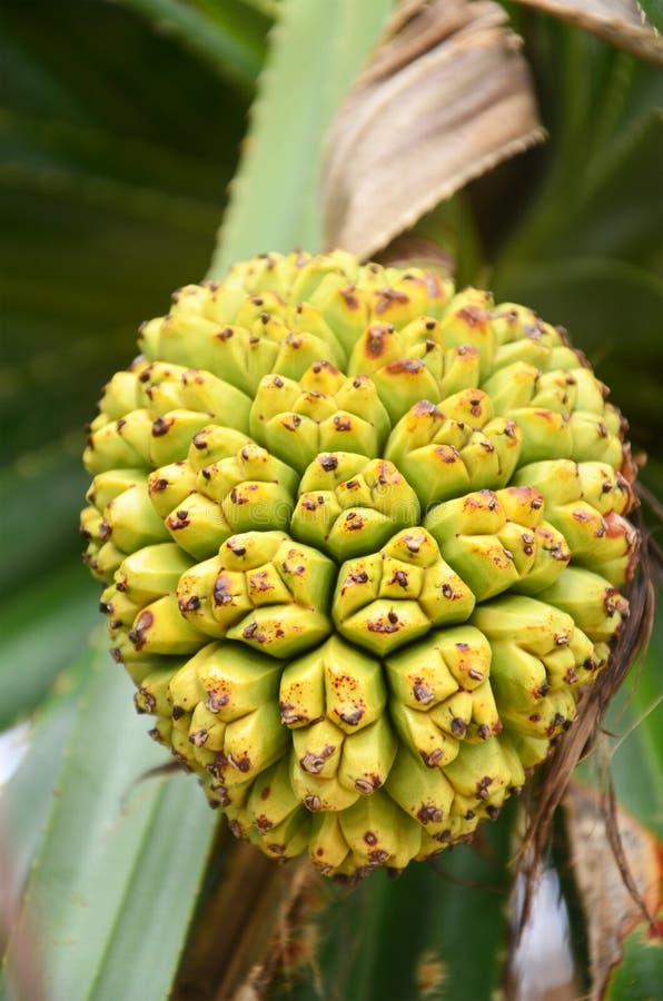 Pandanus tectorius or Pine stock image. Image of plant - 71672653