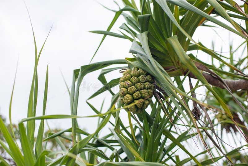 Pandanus Tectorius is a Small Tree with Fruit Stock Image - Image of ...