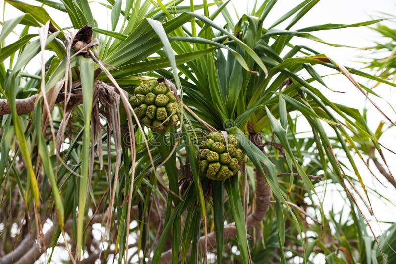 Pandanus Tectorius is a Small Tree with Fruit Stock Image - Image of ...