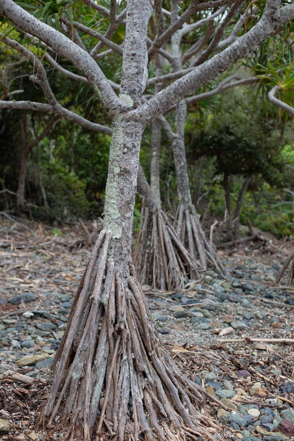 Pandanus Tectorius is a Small Tree with Fruit Stock Image - Image of ...