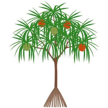 Pandanus Plant Stock Illustrations – 202 Pandanus Plant Stock ...