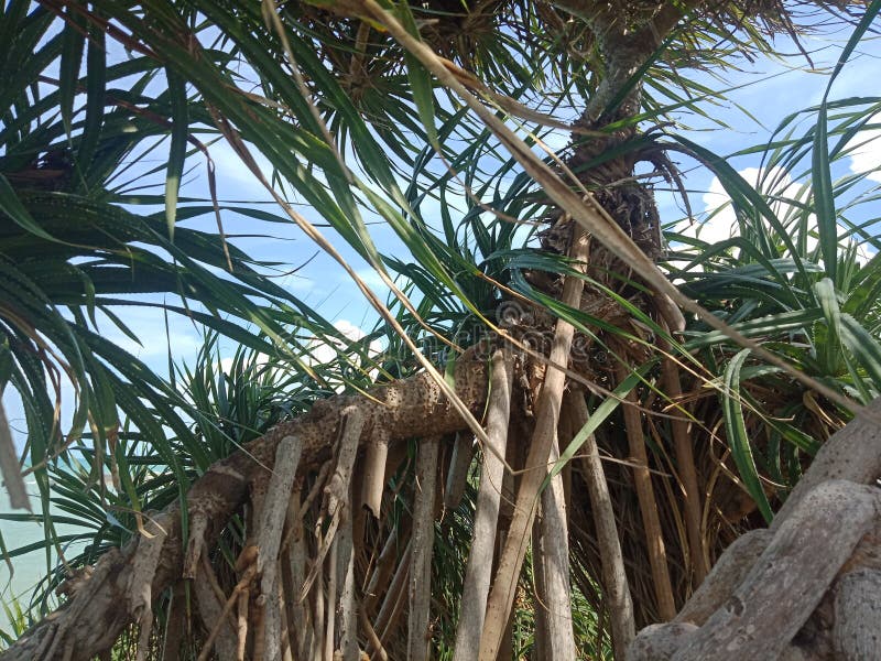 Pandanus Tectorius Trees that Grow in the Edge of Ocean. Stock Photo ...