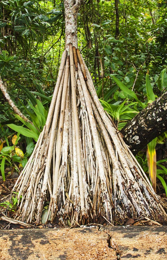Stilt Roots Pandanus
