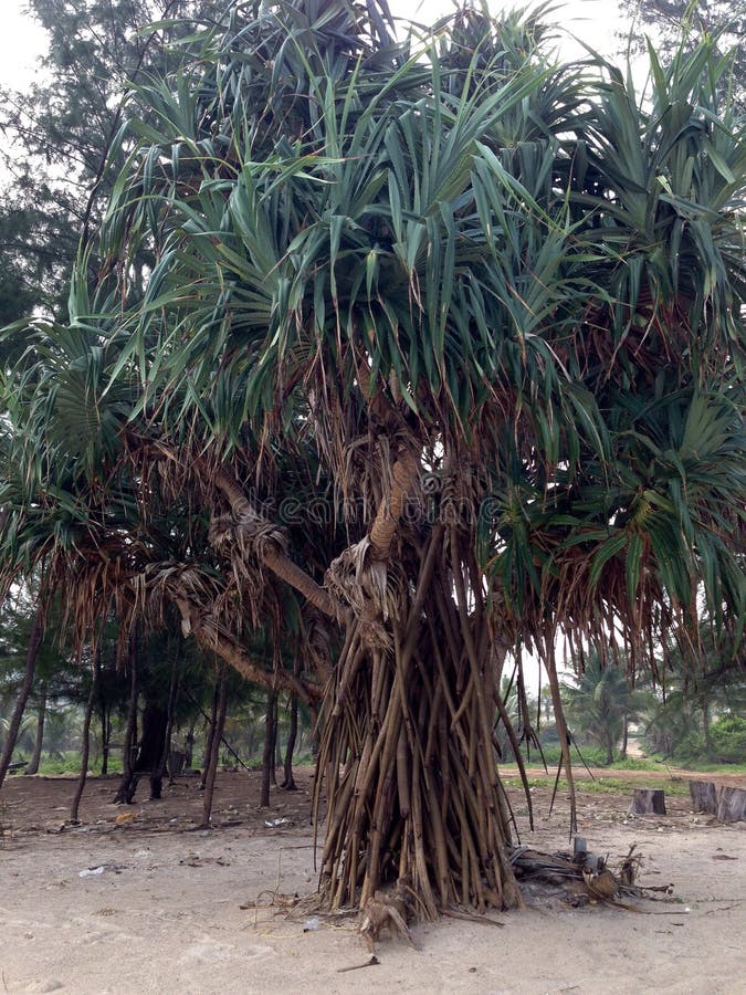 Pandanus tree on the beach stock image. Image of scape - 73883595