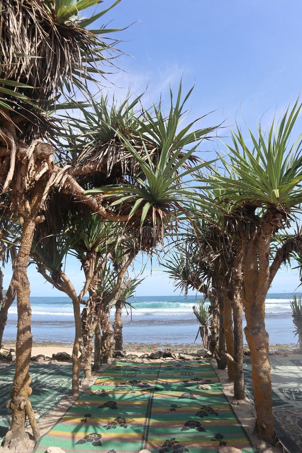 Pandanus tree in the beach stock image. Image of growth - 267789621