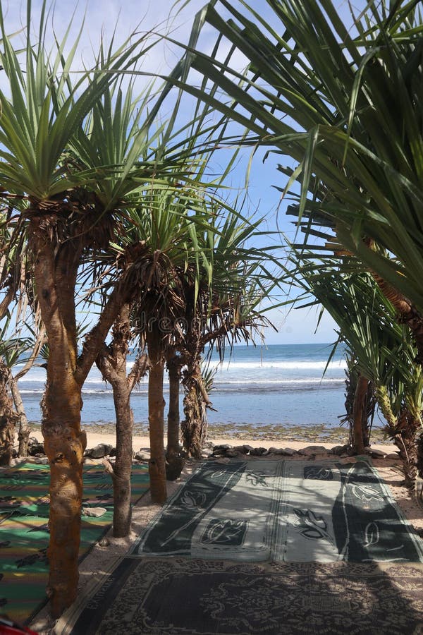 Pandanus tree in the beach stock photo. Image of resort - 267789616