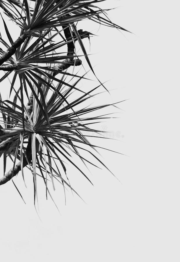 Pandanus tree stock image. Image of blue, tropical, summer - 30032735