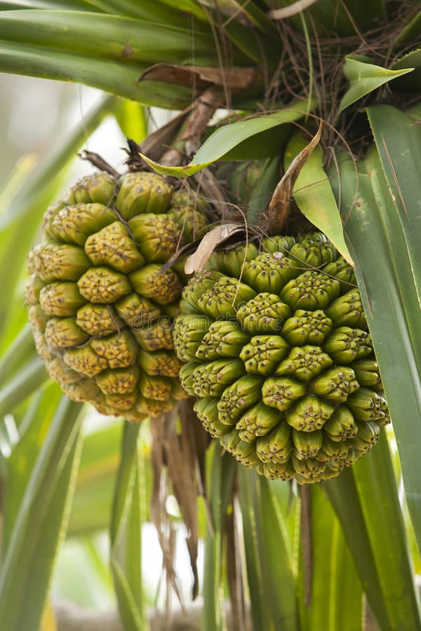 Pandanus tree with fruit stock photo. Image of pandanus - 41755306