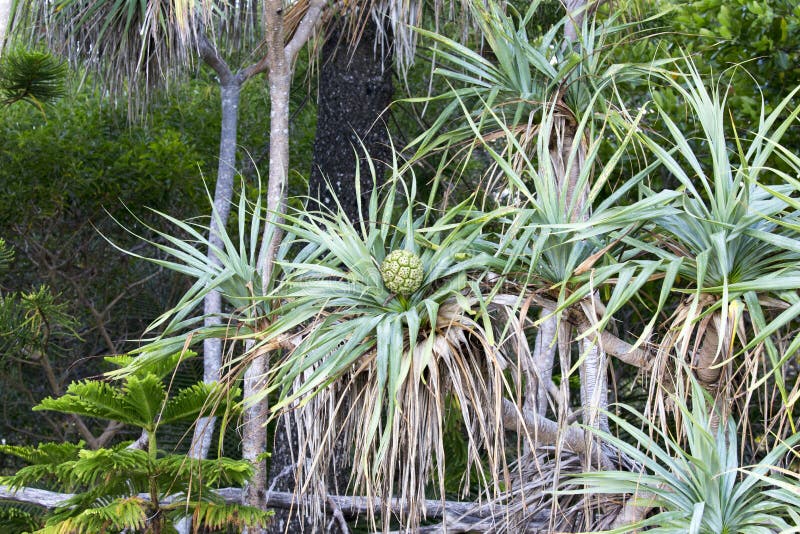 Pandanus tree with nut stock photo. Image of coast, caledonia - 176377234