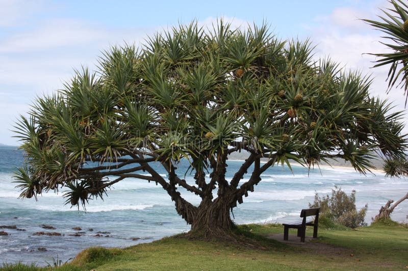 Pandanus tree by the ocean stock image. Image of branch - 244640879