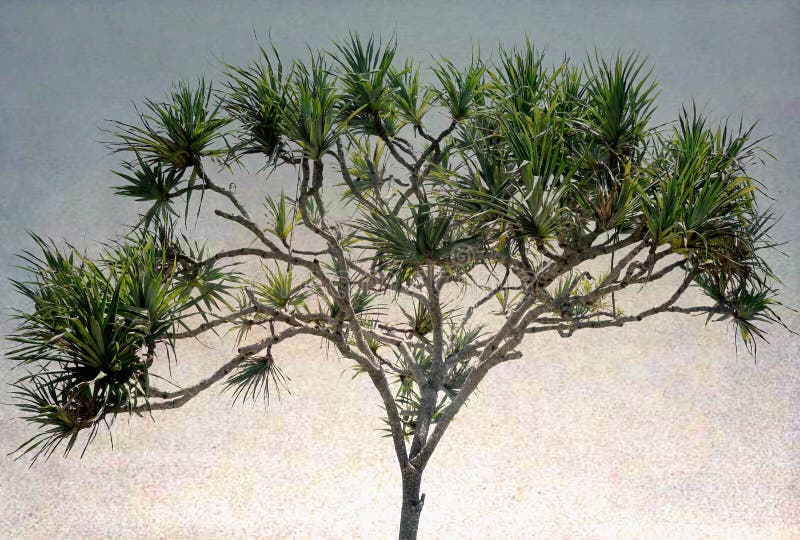 Pandanus Tree One with Abstract Background Stock Image - Image of palms ...