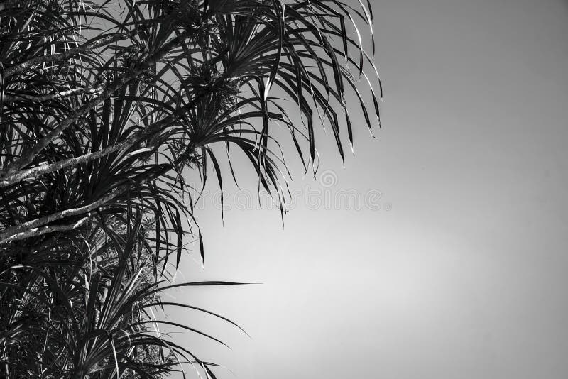 Pandanus Tree on One Side of Photo Stock Photo - Image of natural, tree ...