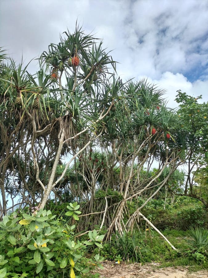 Pandanus tree stock image. Image of 2021, tree, beach - 232396543