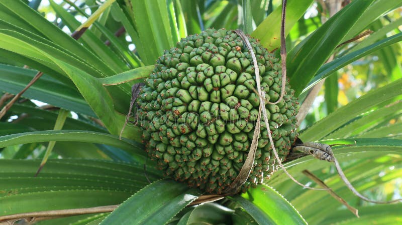 Pandanus Utilis on the Beach Stock Image - Image of jungle, beach ...