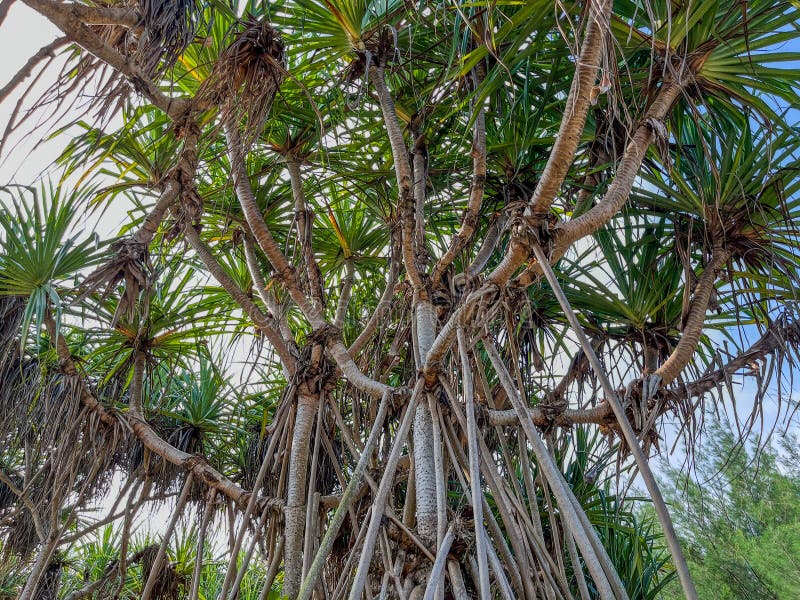 Pandanus utilis bory stock image. Image of jungle, beach - 325427163