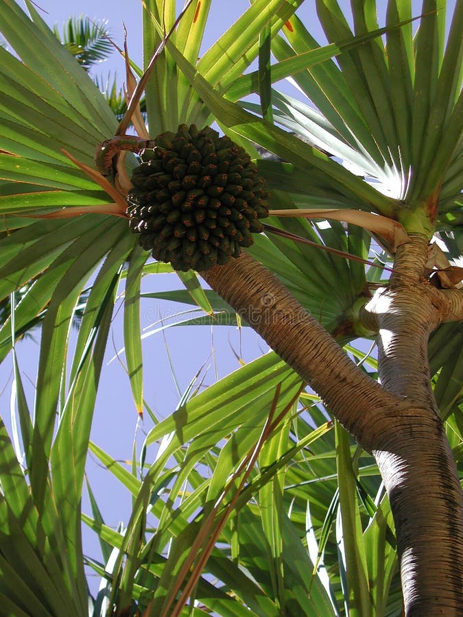 Branch with Fruit of Pandanus Utilis Tree Stock Image - Image of ...