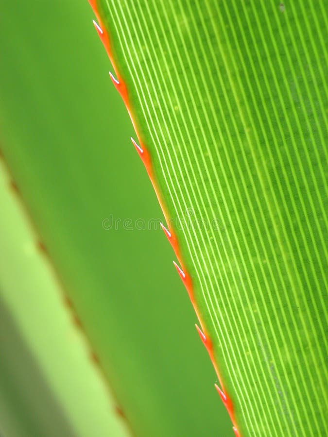 Sharp Leaf Close Up of Pandanus Utilis Tree Stock Image - Image of ...