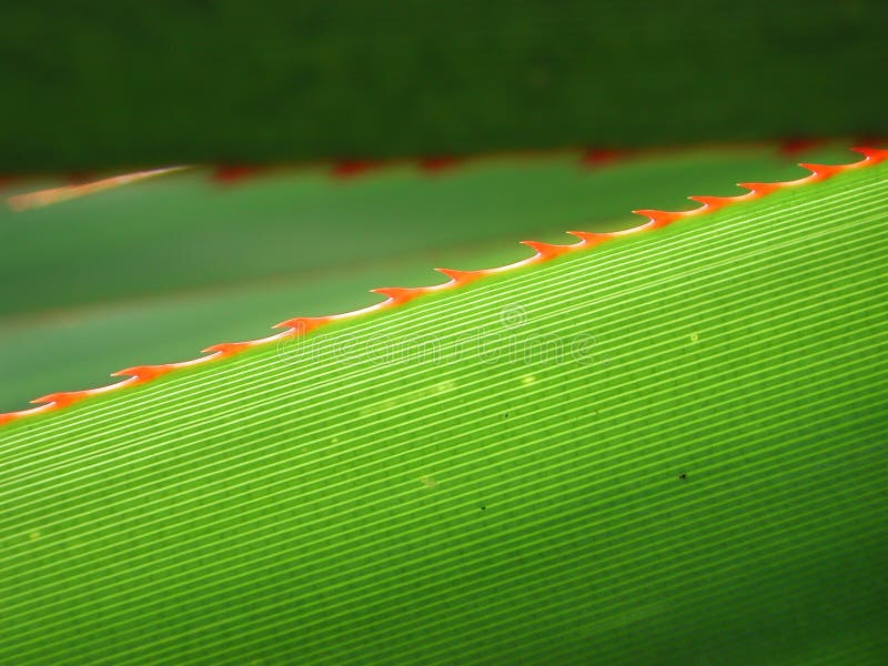 Sharp Leaf Close Up of Pandanus Utilis Tree Stock Photo - Image of ...