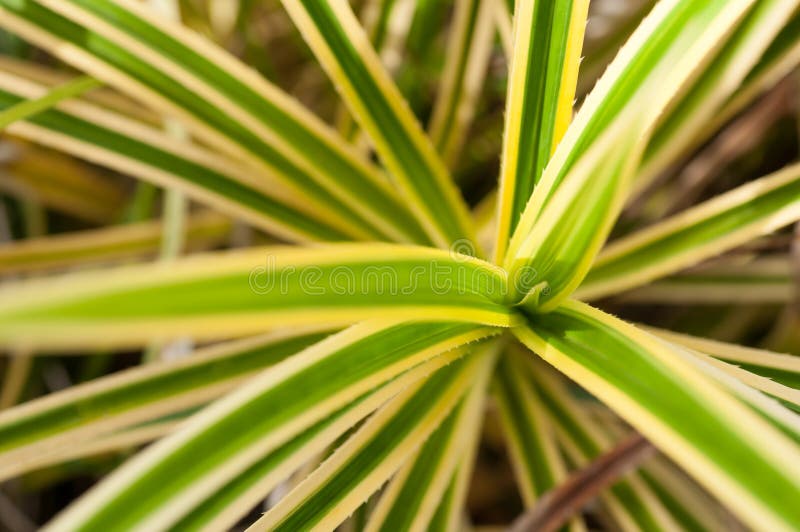 Pandanus Variegated Thorny Leaves Stock Image - Image of beauty ...
