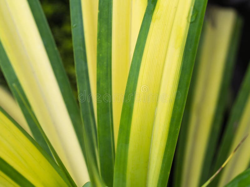 Pandanus Veitchii or the Beautiful Yellow Pandan Stock Image - Image of ...