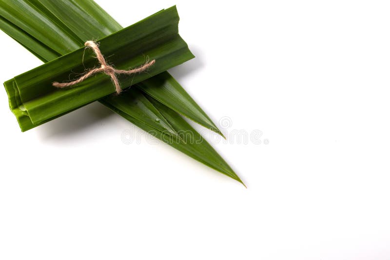 Pandanus on a White Background Stock Image - Image of horizontal ...