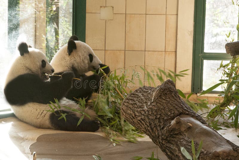 Pandas fotografia stock. Immagine di sviluppo, zoologia - 137611316