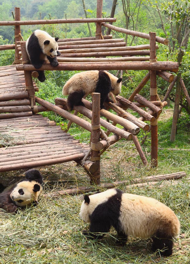 Mother Panda Bear and Cute Cubs Playing Together. Giant Panda Breeding ...