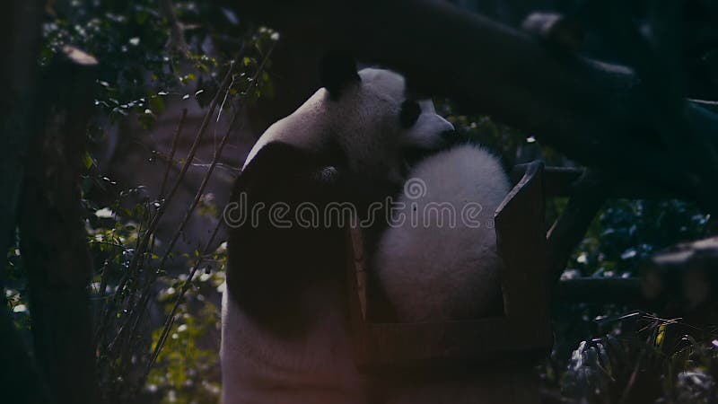 Pandas basking in the sun stock video. Video of animals - 318567611