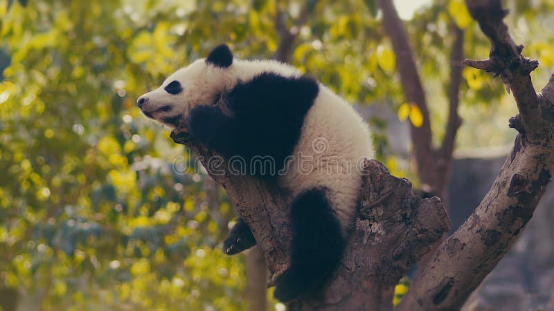 Pandas basking in the sun stock video. Video of natural - 318567699