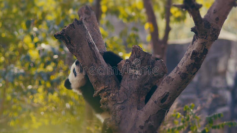 Pandas basking in the sun stock video. Video of giant - 318567759