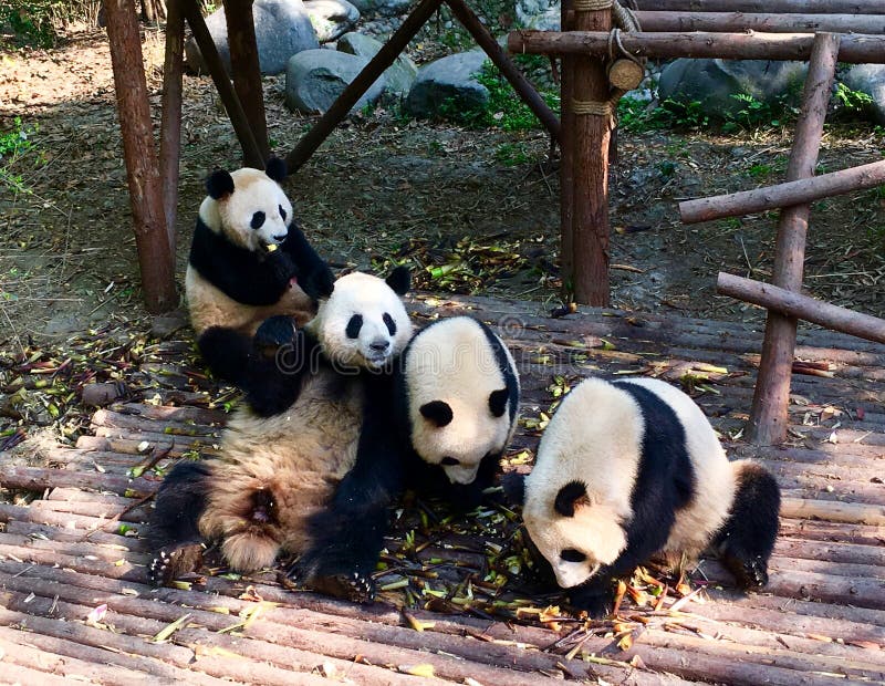 Chengdu Giant Panda Breeding Center, China Editorial Photo - Image of ...
