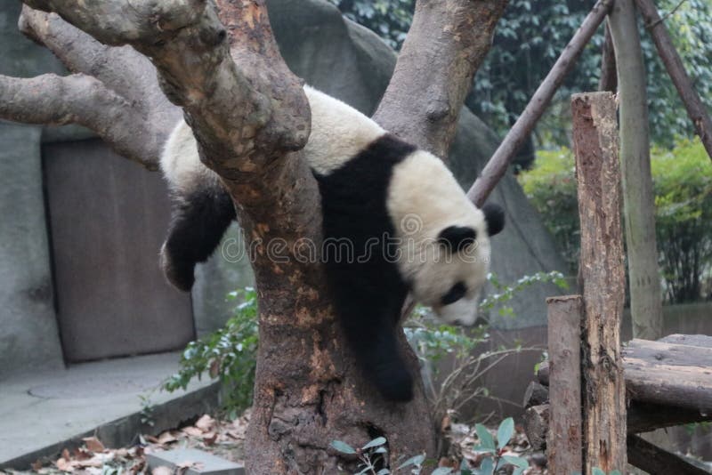 Pandas in China stock image. Image of nature, black - 130711175