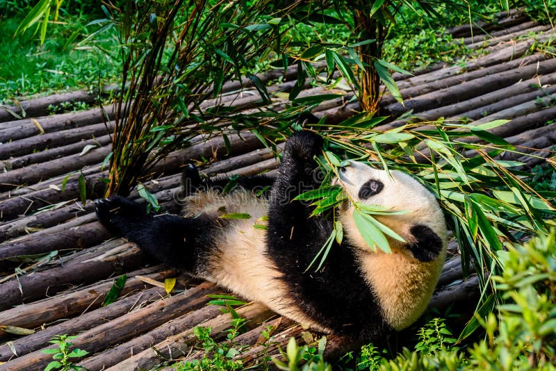 Pandas Enjoying Their Bamboo Breakfast in Chengdu Research Base, China ...