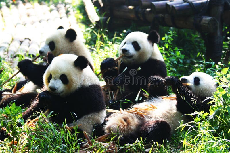 Pandas stock image. Image of sweets, china, reserve, giant - 60002999
