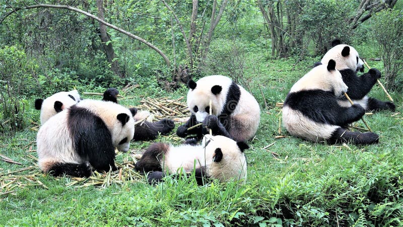 Panda Living in China Sichuan Conservatory Stock Photo - Image of ...