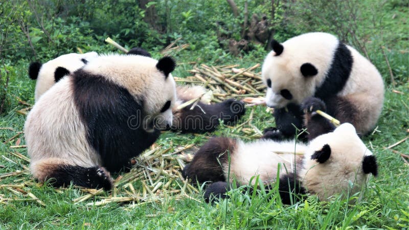 Panda Living in China Sichuan Conservatory Stock Image - Image of ...