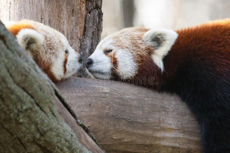 Pandas rojas foto de archivo. Imagen de durmiendo, pandas - 39369406 Pandas rojas foto de archivo. Imagen de durmiendo, pandas - 39369406