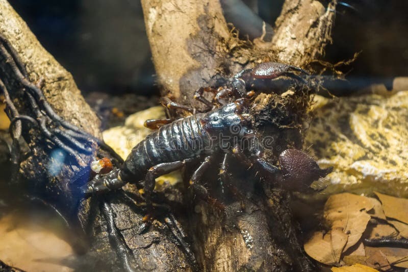 Pandinus Imperator, or Emperor Scorpion, Close Up View Stock Photo ...