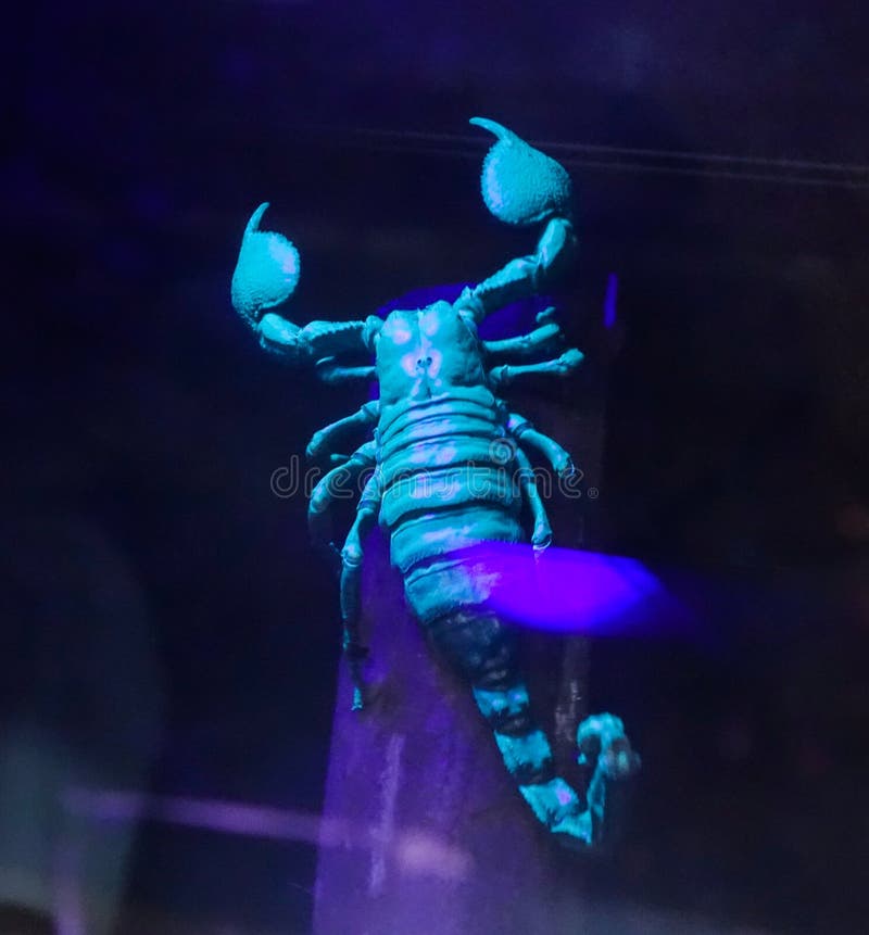 Pandinus Imperator, or Emperor Scorpion, Glows Under Ultraviolet Light ...
