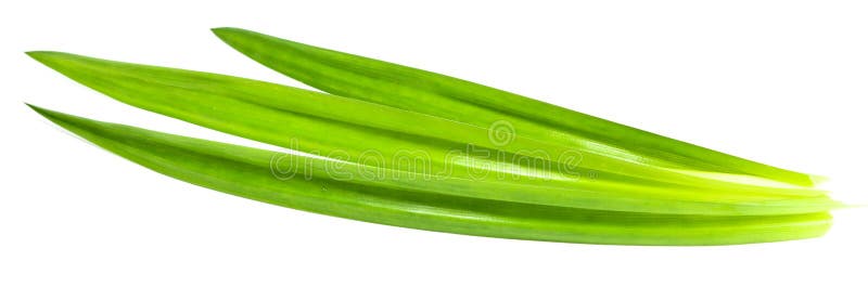 Pandom wangi Close up stock image. Image of healthy - 138084507