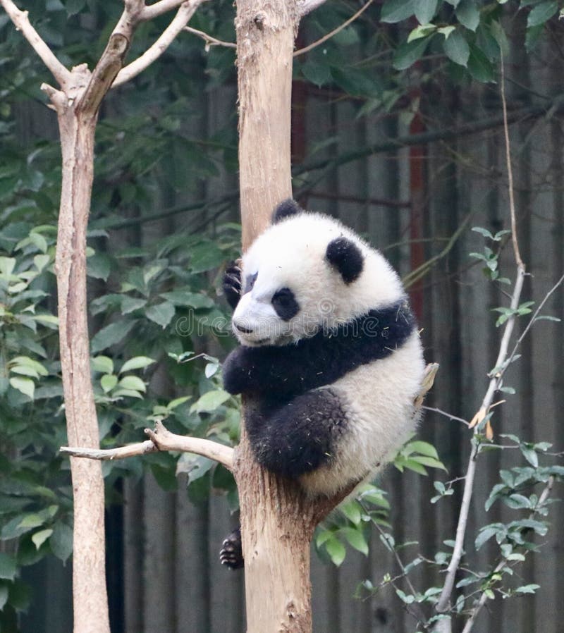 Pandor i Chengdu, Kina arkivfoto. Bild av natur, pandabandor - 130711298