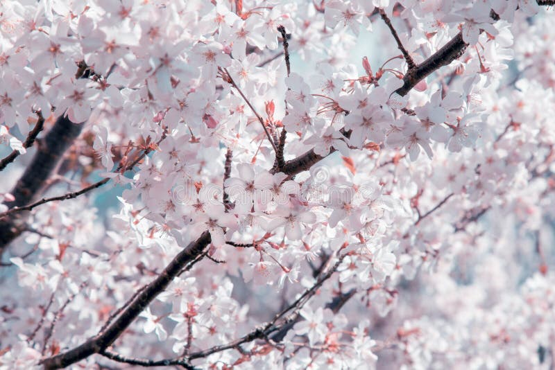 Pandora Cherry Blossom in Spring Stock Photo - Image of japan, full ...