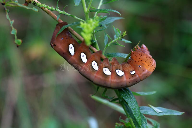 Pandorus Sphinx Moth Larva stock photo. Image of nature - 43771858
